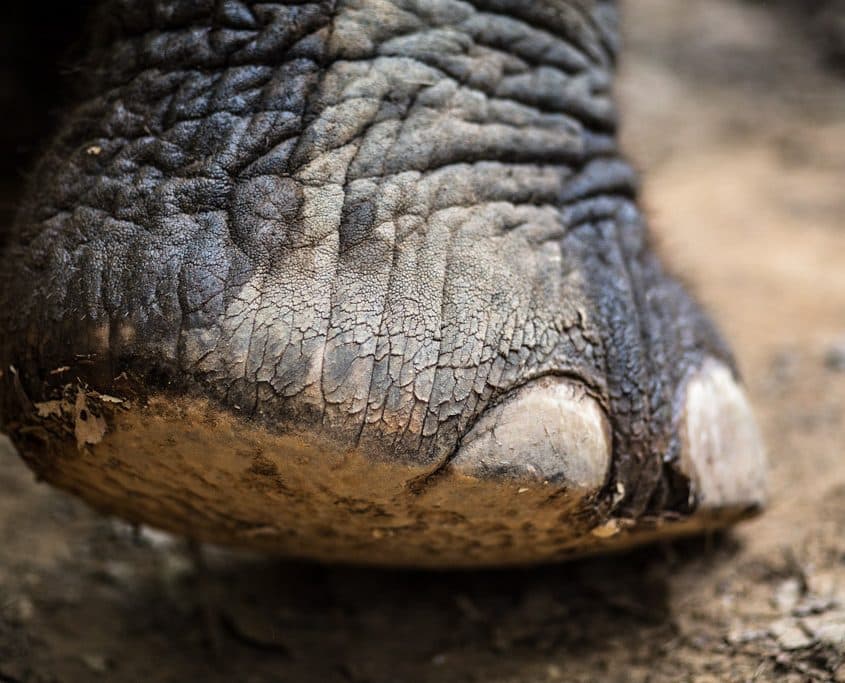 Appearance and Intelligence - Phang Nga Elephant Park