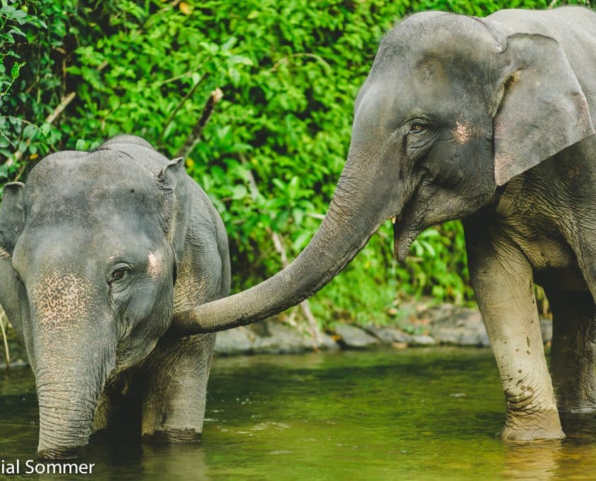 Elephant Communication - Phang Nga Elephant Park