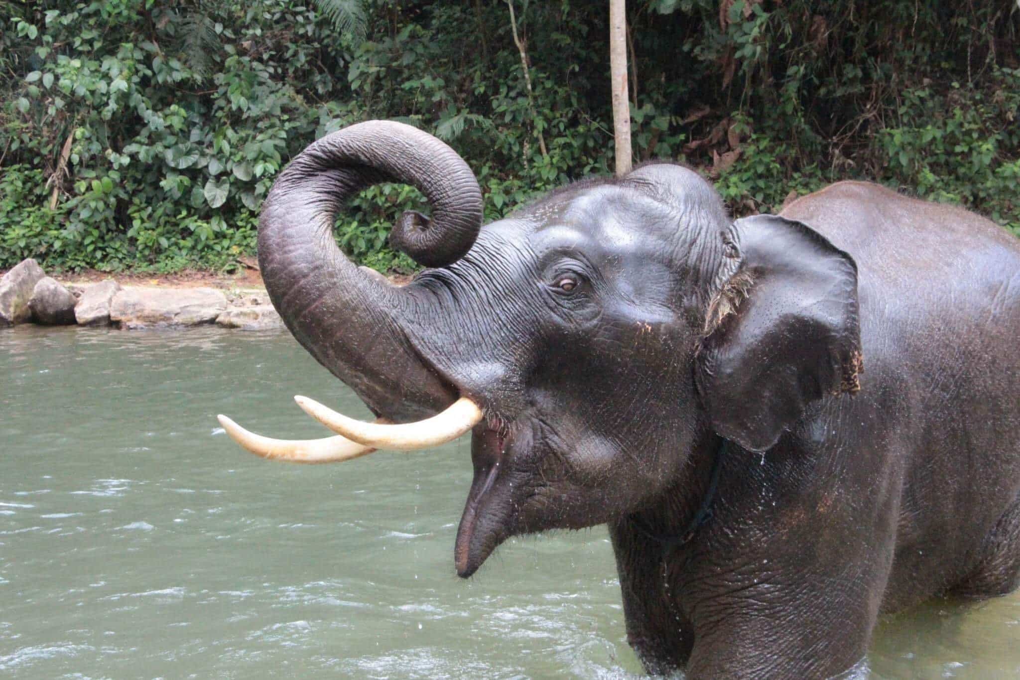 Photo Gallery - Phang Nga Elephant Park