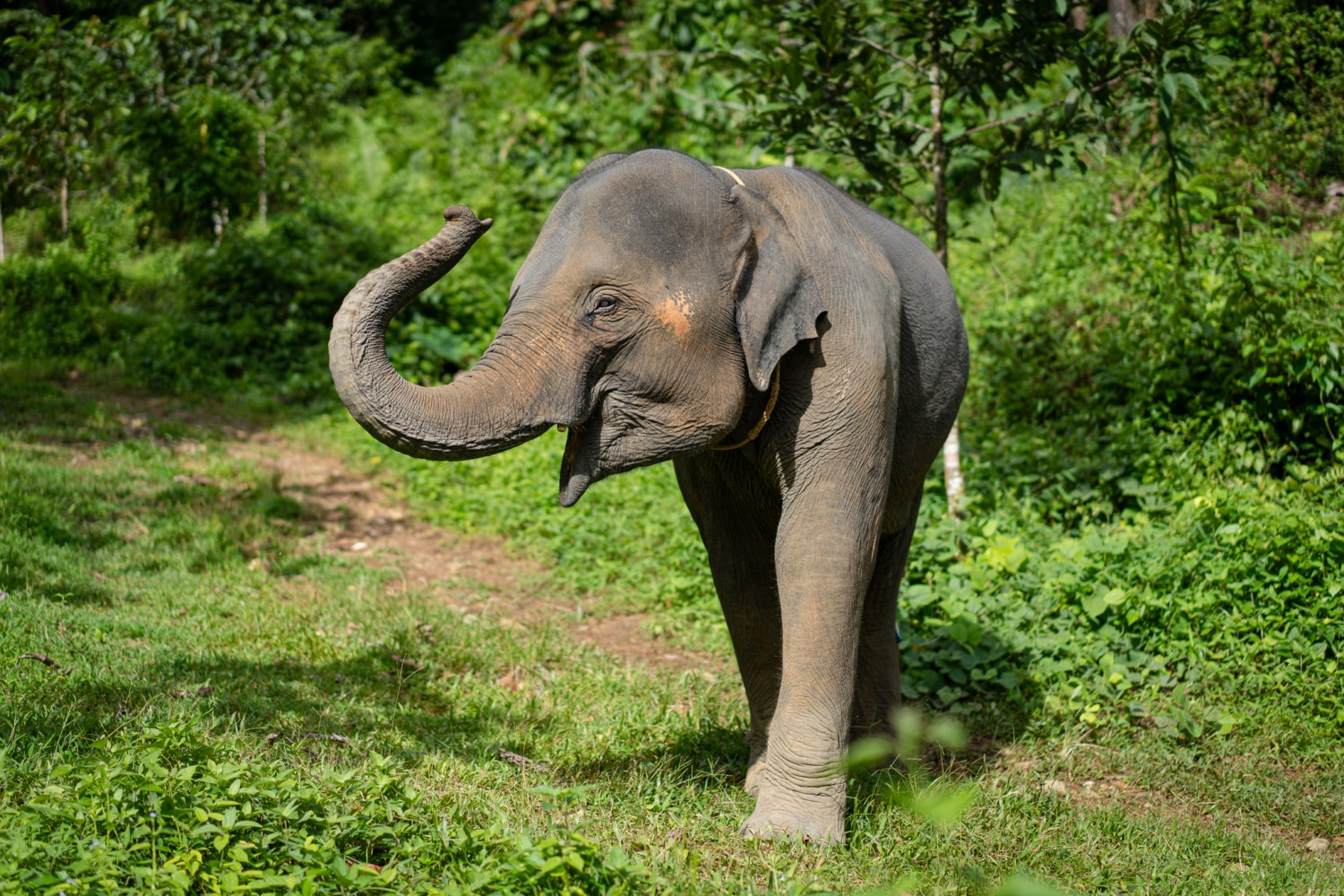 Sponsor An Elephant - Phang Nga Elephant Park