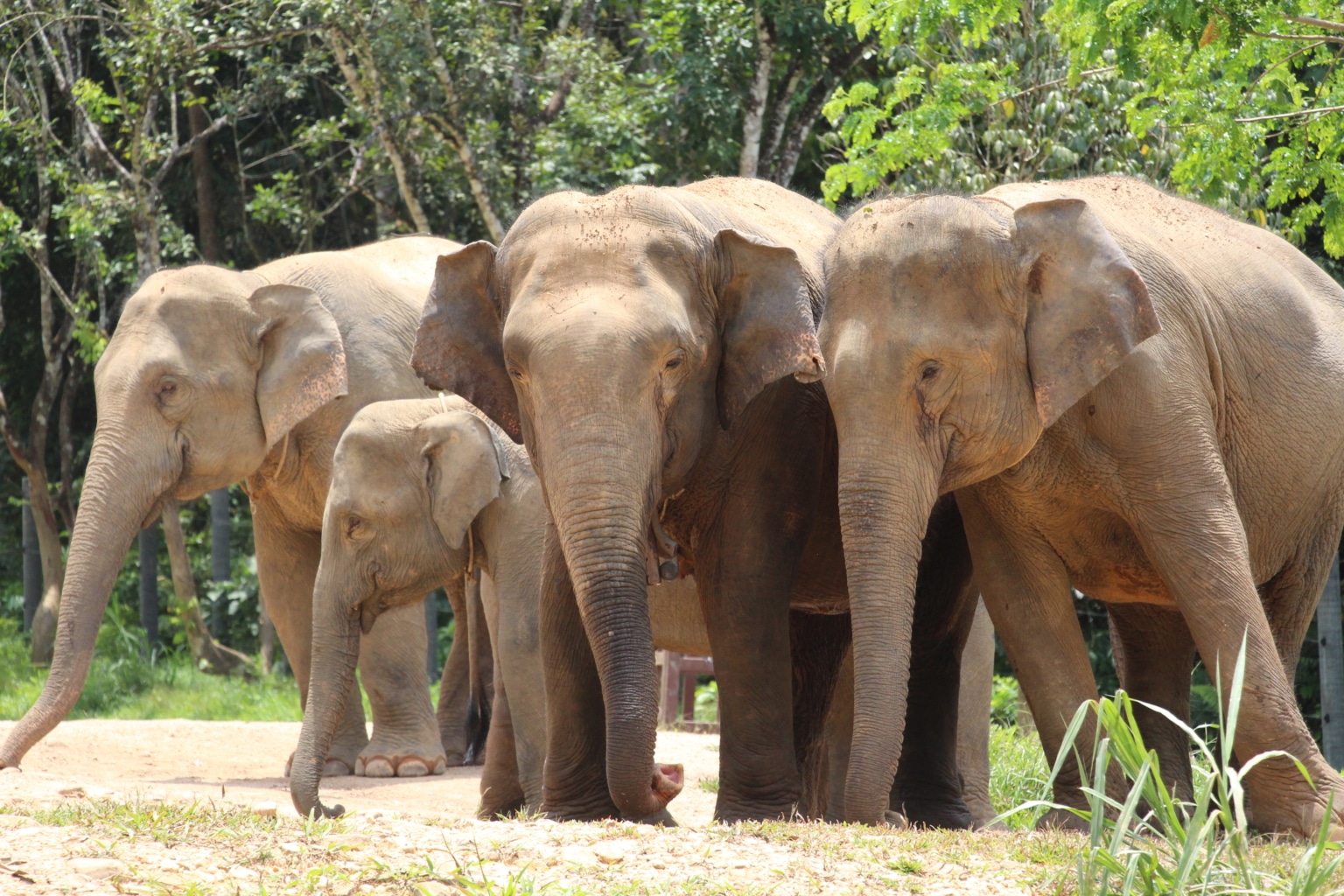 Khao Lak Elephant Sanctuary - Ethical Elephant Tours 2025